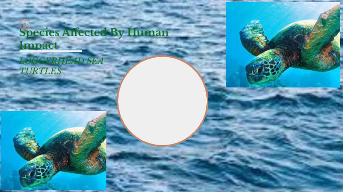 How Human Impact Loggerhead Sea Turtles: by Sydney Jones on Prezi