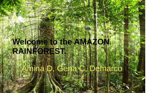 Welcome to the AMAZON RAINFOREST. by Gena Chmura on Prezi