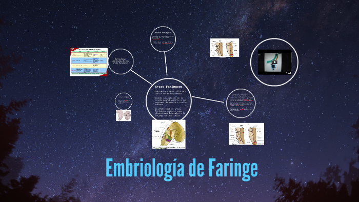 Embriologia de Faringe by Erick Terán on Prezi