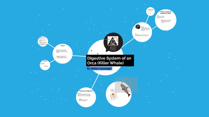 Digestive System of an Orca (Killer Whale) by william cavanaugh on Prezi