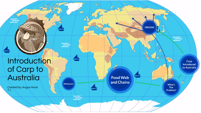 Introduction of Carp to Australia by Angus Hood on Prezi