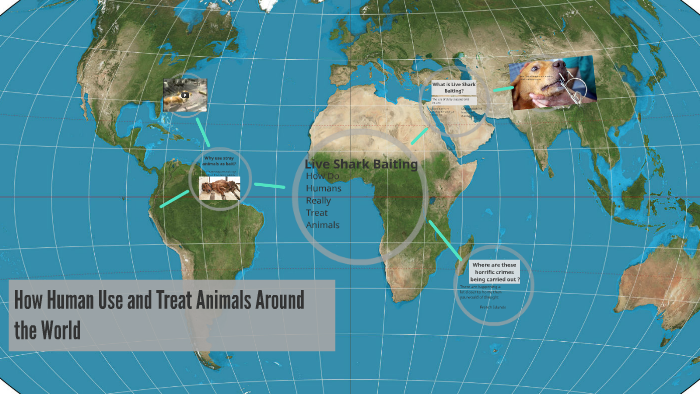 How Human Use and Treat Animals Around the World by asher Wedding on Prezi