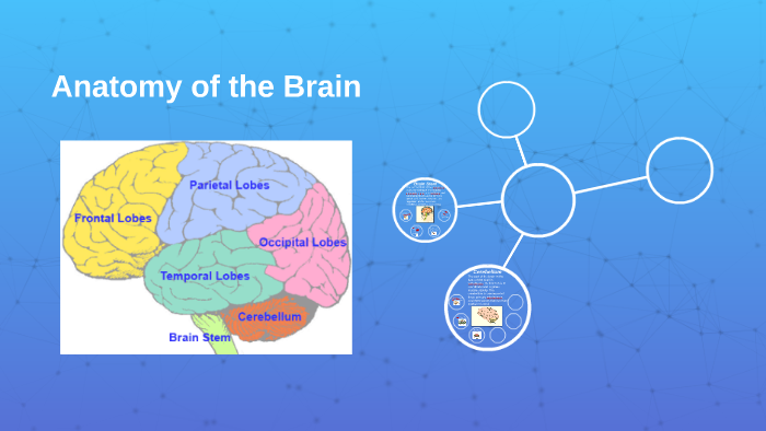 Anatomy of the Brain by april f on Prezi