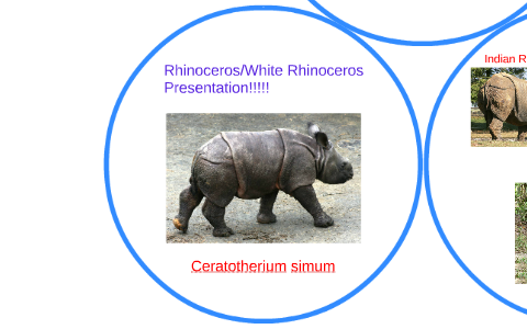 Rhinoceros Presentation by Eric Jacobs on Prezi