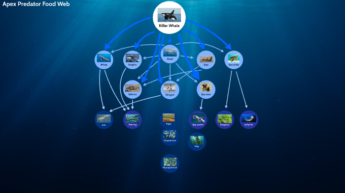 Killer whales food web by Isabelle Chan on Prezi