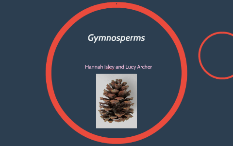Gymnosperms by Hannah Isley on Prezi