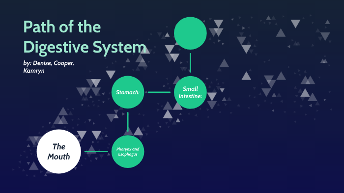 the digestive system by Cooper Campbell on Prezi