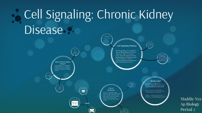 Cell Signaling: Chronic Kidney Disease by Mad Dawg on Prezi