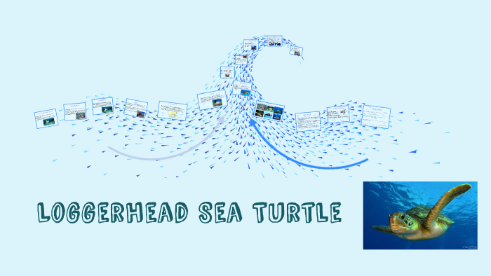Loggerhead Sea Turtle by Amanda Neeley on Prezi