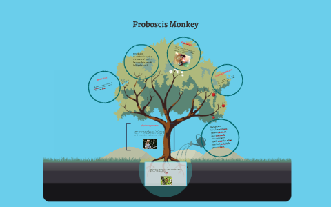 Proboscis Monkey by on Prezi