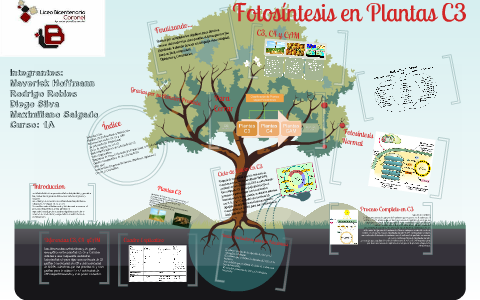Fotosíntesis en Plantas C3 by Diego Silva Santander on Prezi