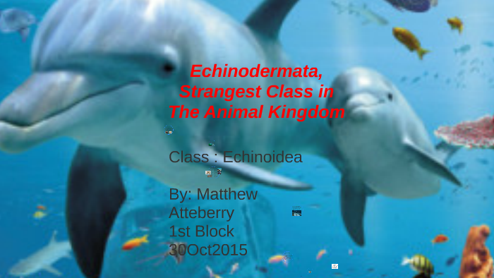 Echinodermata, Strangest Class in Animal Kingdom by Matthew Atteberry ...