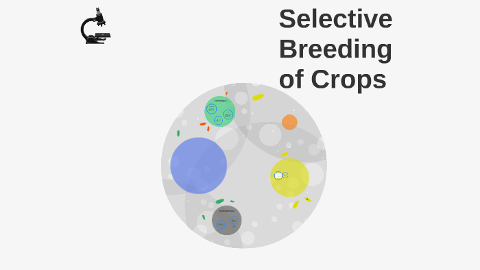 Selective Breeding of Crops by Filip P on Prezi