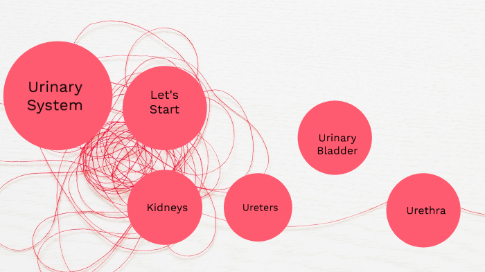 Urinary System Travel Brochure by coral rivera on Prezi