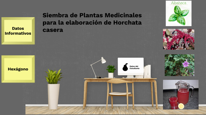 Siembra de Plantas Medicinales para la elaboración de Horchata casera ...