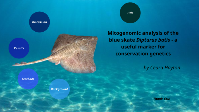 Dipturus batis by Ceara Hayton on Prezi