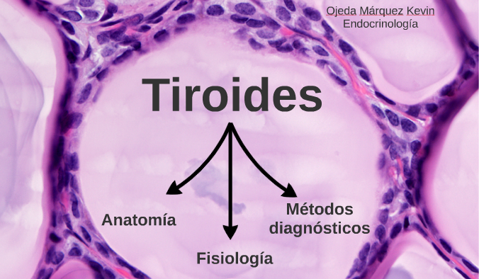 Anatomía y fisiología de TIROIDES by Kevin Marquez on Prezi