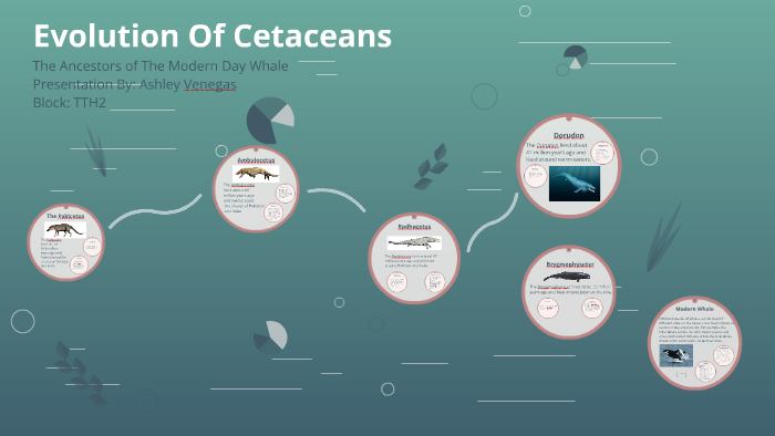 Evolution Of Cetaceans by Ashley Venegas on Prezi