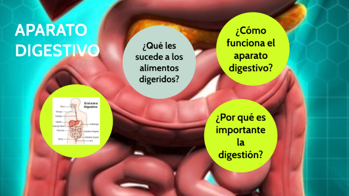 Aparato Digestivo by mayra calderon carrion on Prezi