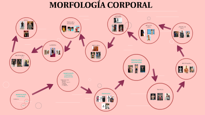 MORFOLOGÍA CORPORAL by Tamara Gómez Iglesias on Prezi