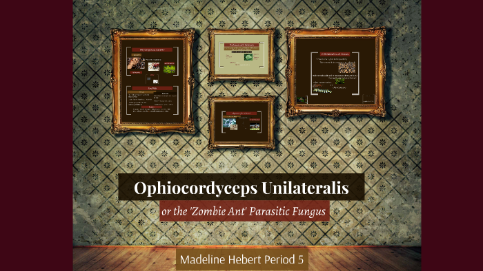 Ophiocordyceps Unilateralis by Madeline Hebert