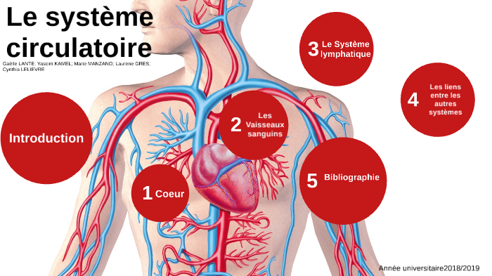 Le système circulatoire by cynthia Lelievre on Prezi