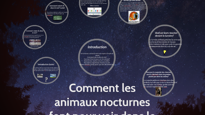 Comment les animaux nocturnes font pour voir dans le noir ? by Natricia ...