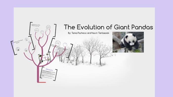 The evolution of pandas by tania pacheco on Prezi