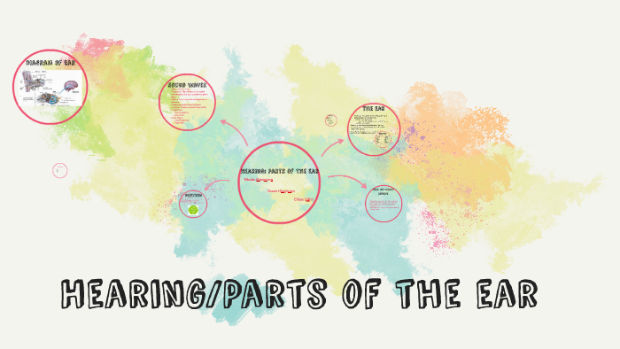 Hearing: Parts of the Ear by Nicole Abramson on Prezi