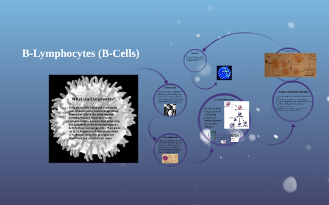 B-Lymphocytes (B-Cells) by Patrick Mcmanus on Prezi