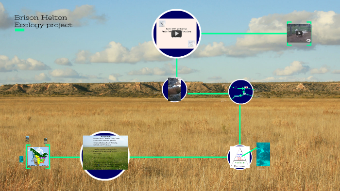 brison.helton harbor seal having fun nc zoo by Anthony Chucci on Prezi