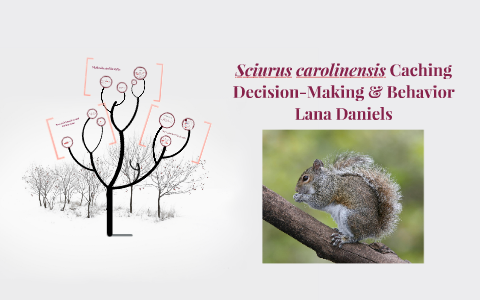 Squirrel Caching Behavior by Lan Dan on Prezi