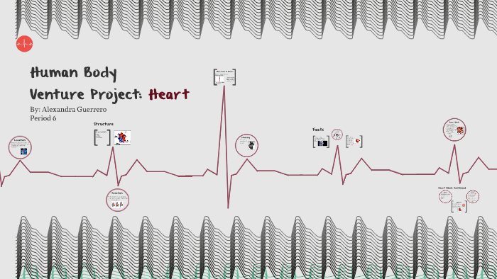 Human Body Venture Project: Heart by Alexandra Guerrero on Prezi