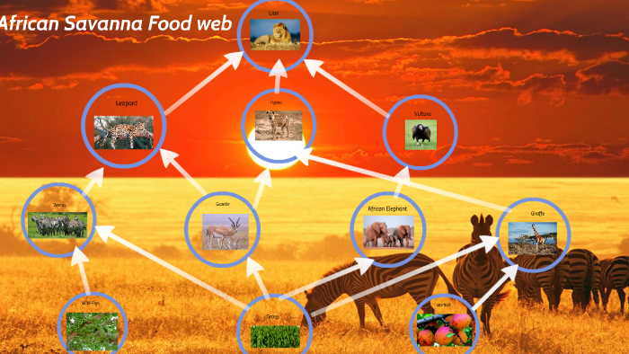 African Food web by Dylan H on Prezi