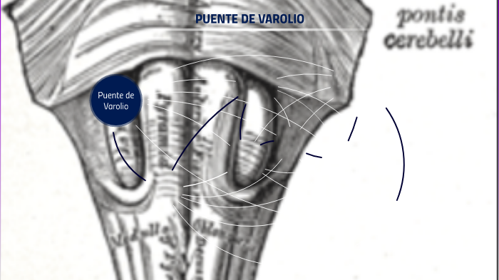 Puente de Varolio by Hector Cabrera Larios on Prezi