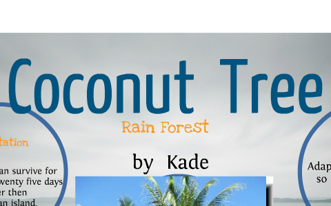 Kade: Plant Adaptations (Coconut Tree) by Kim Zaccone on Prezi