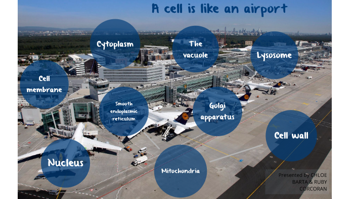Cell analogy task by Ruby Corcoran on Prezi