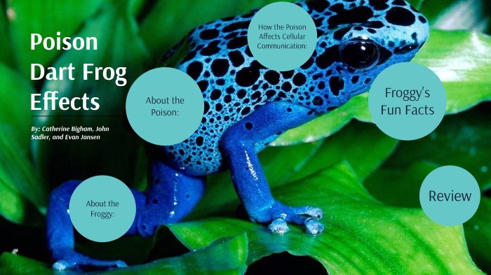 Poison Dart Frogs by John Sadler on Prezi