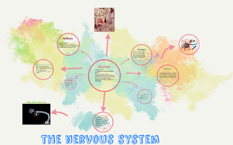The Nervous System by heba mousa on Prezi