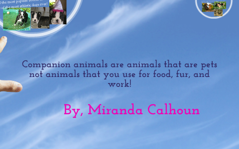 5 Fantastic Breeds!!!! by miranda calhoun on Prezi