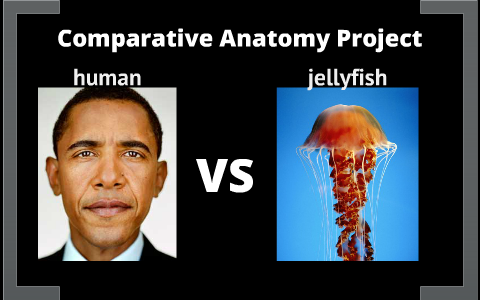Comparative Anatomy Project by jeremiah ellis on Prezi