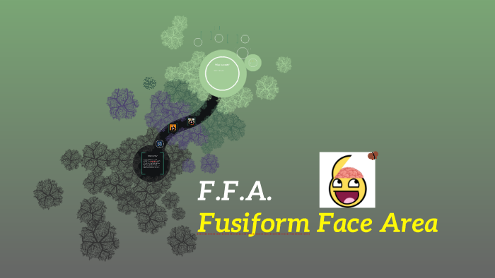 FUSIFORM FACE AREA by Guillermo Farfan on Prezi