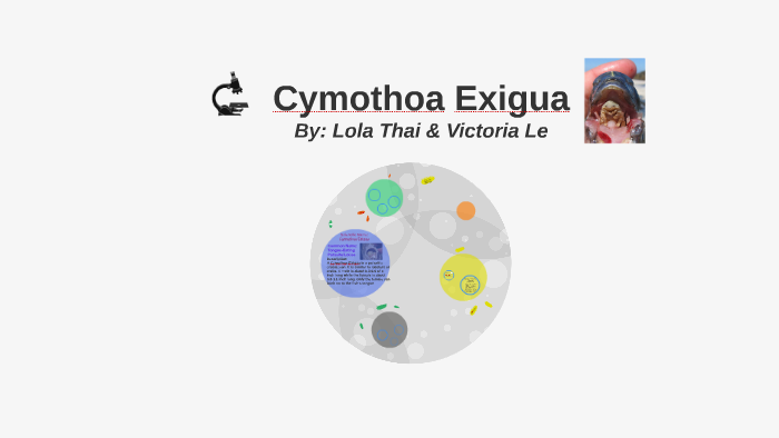 Cymothoa Exigua by on Prezi