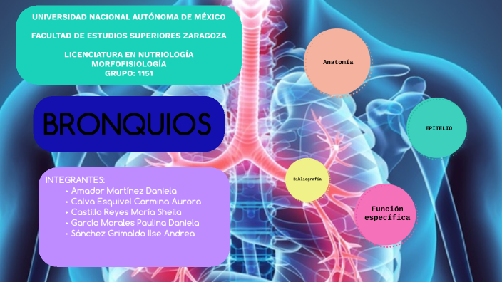 BRONQUIOS by Carmina Aurora on Prezi