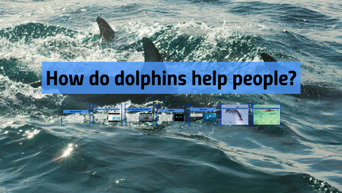 How do dolphins help people? by katie klotz