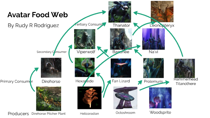 Avatar Food Web by Rudy Rodriguez on Prezi