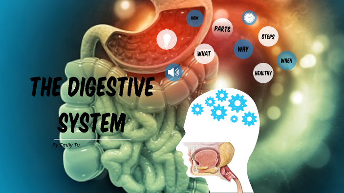 The fascinating roles and parts of The Digestive System by emily tu on ...