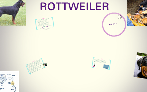 ROTTWEILER! by simran aulakh on Prezi