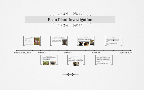 Bean Plant Investigation by on Prezi