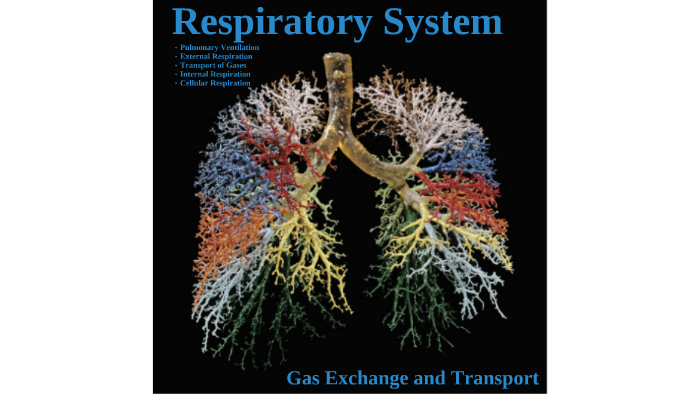 5) Respiratory System - Gas Exchange and Transport by Brandon Poe on Prezi